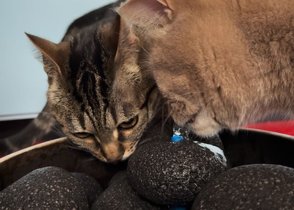 Poezen: nieuw speeltje - Ron van Zeeland